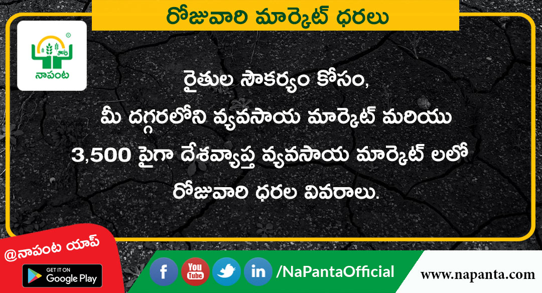 Telangana State, Nalgonda District, Miryalaguda రోజువారి మార్కెట్ (మండి ...